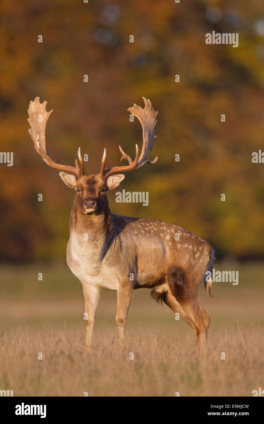 Fallow Deer Cervus dama Dama dama Buck standing meadow autumn Danmark ...