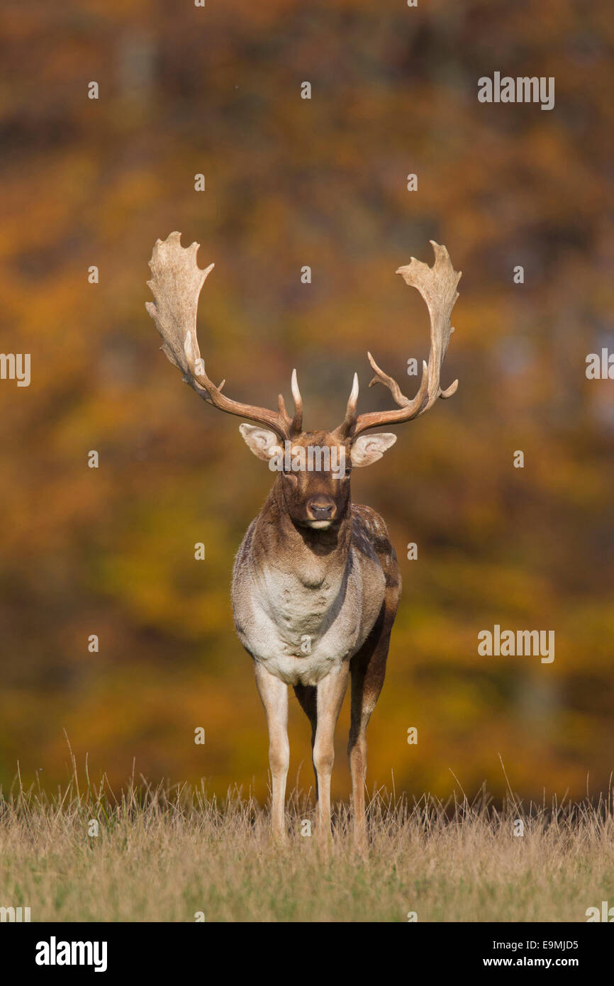 Fallow Deer Cervus dama Dama dama Buck standing meadow autumn Danmark ...