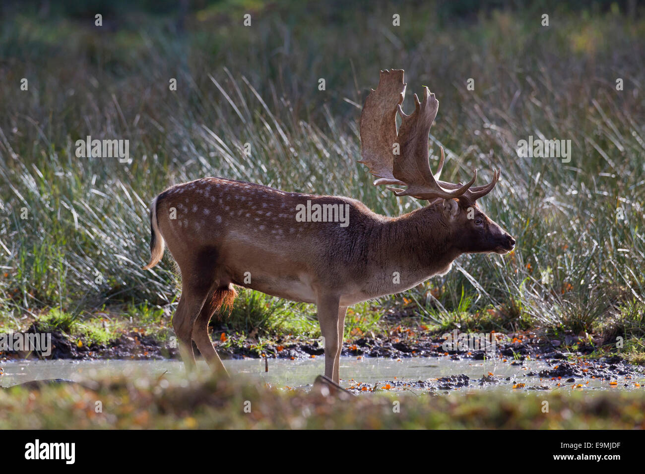 Fallow Deer Cervus dama Dama dama Buck standing wallow Danmark Stock ...