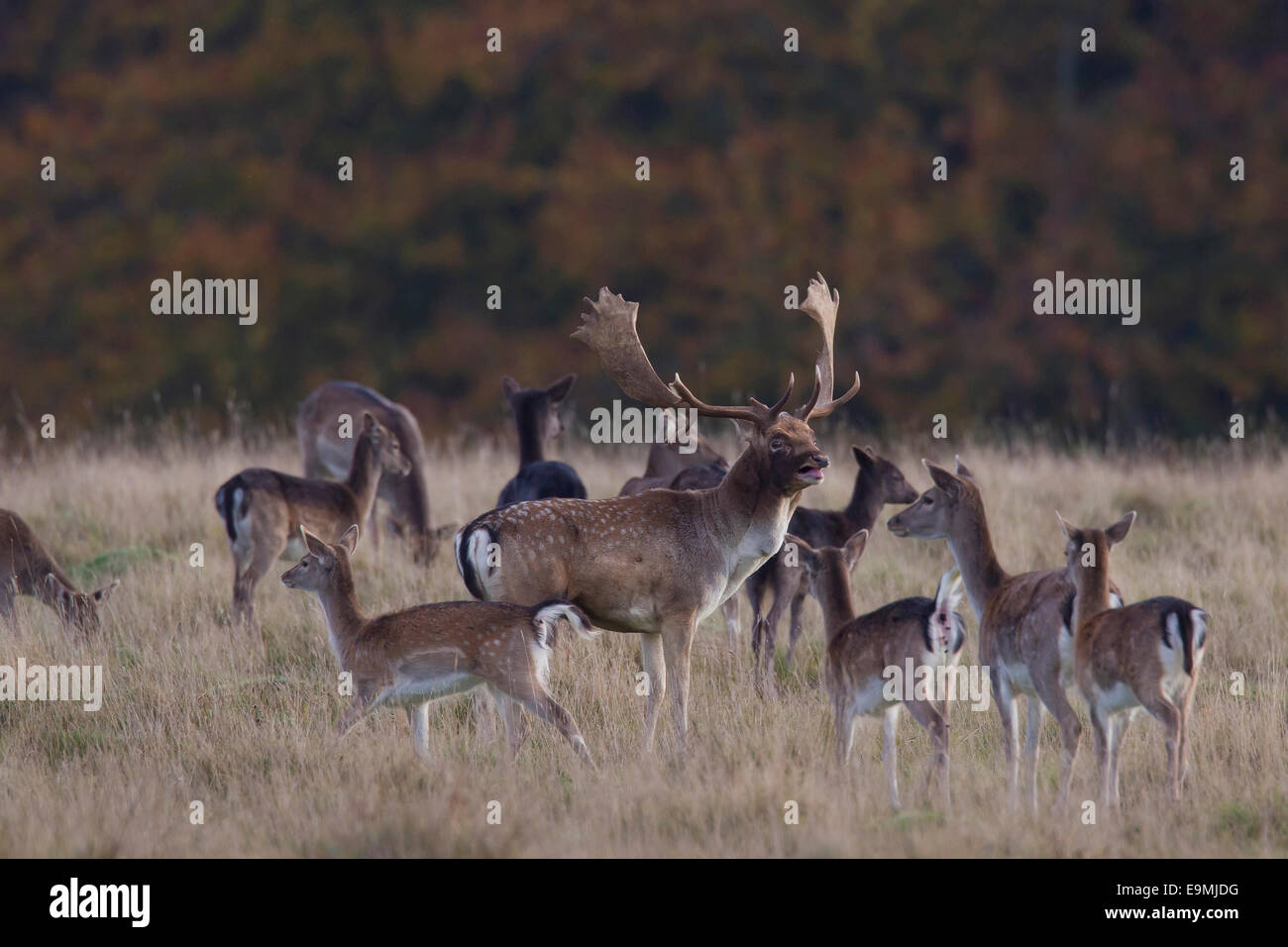 Fallow Deer Cervus dama Dama dama Buck harem during rut Danmark Stock ...