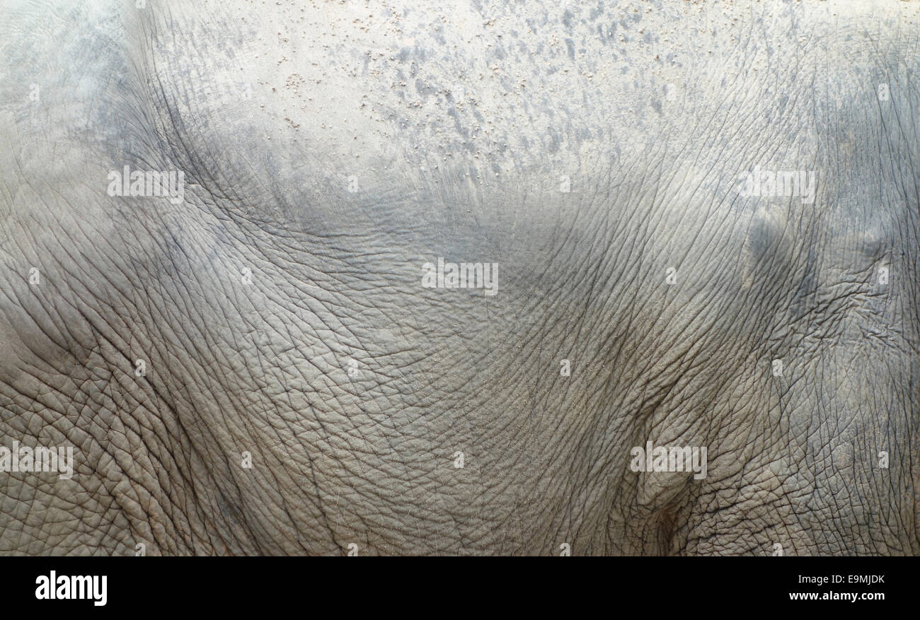 Elephant skin texture hi-res stock photography and images - Alamy