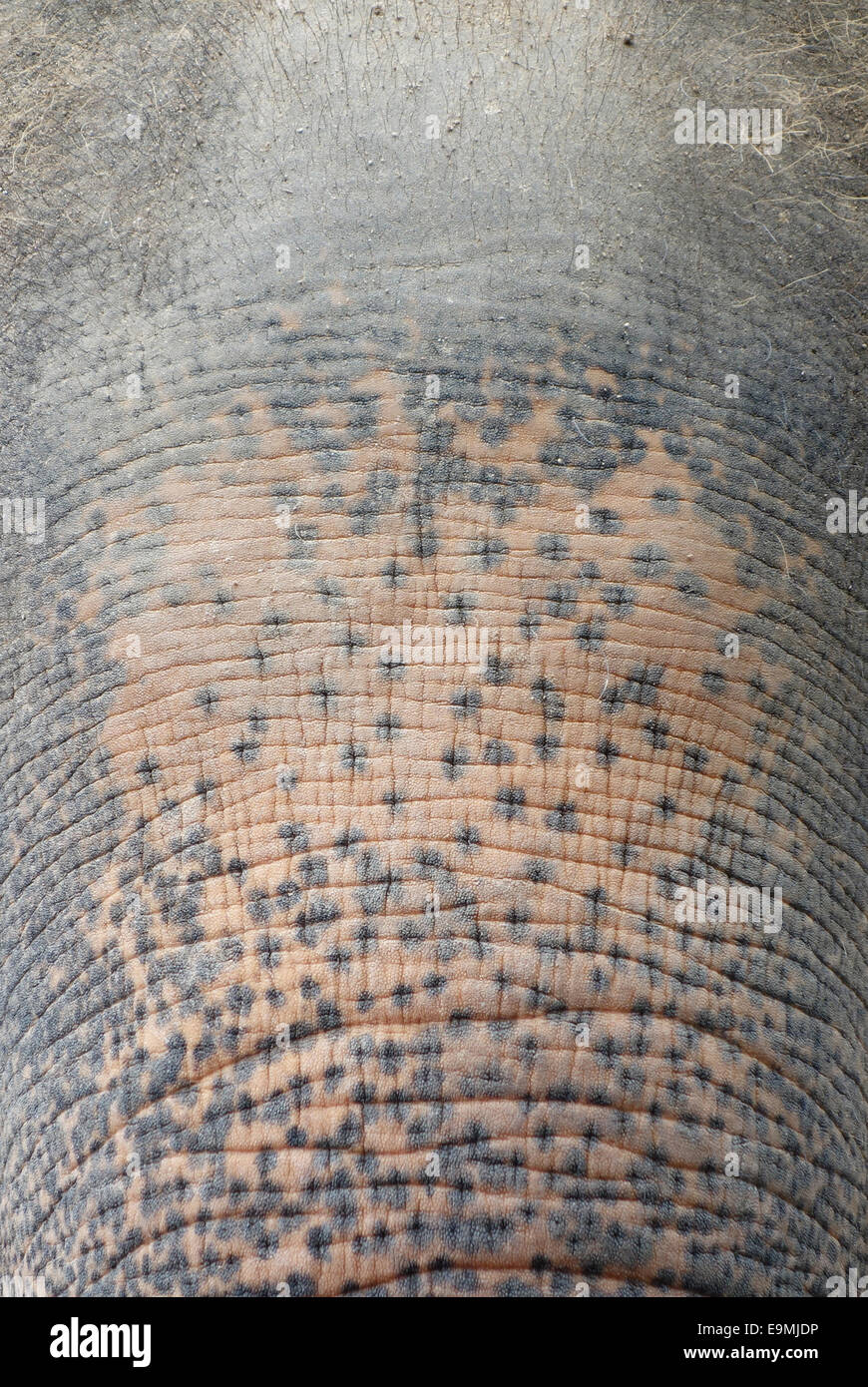 elephant skin texture Stock Photo - Alamy
