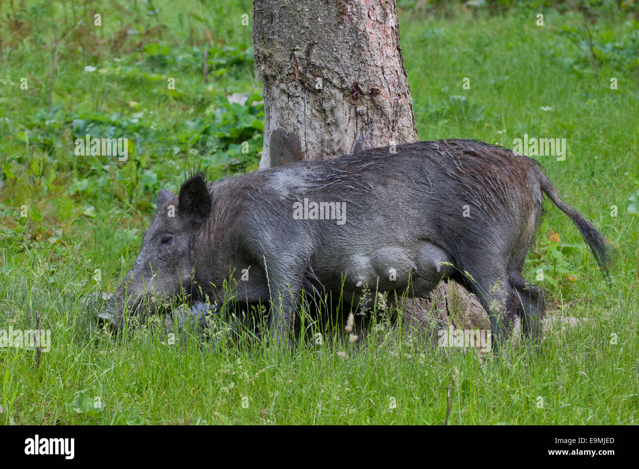 Wild Boar Sus scrofa female rubbing itself against tree Germany Stock ...