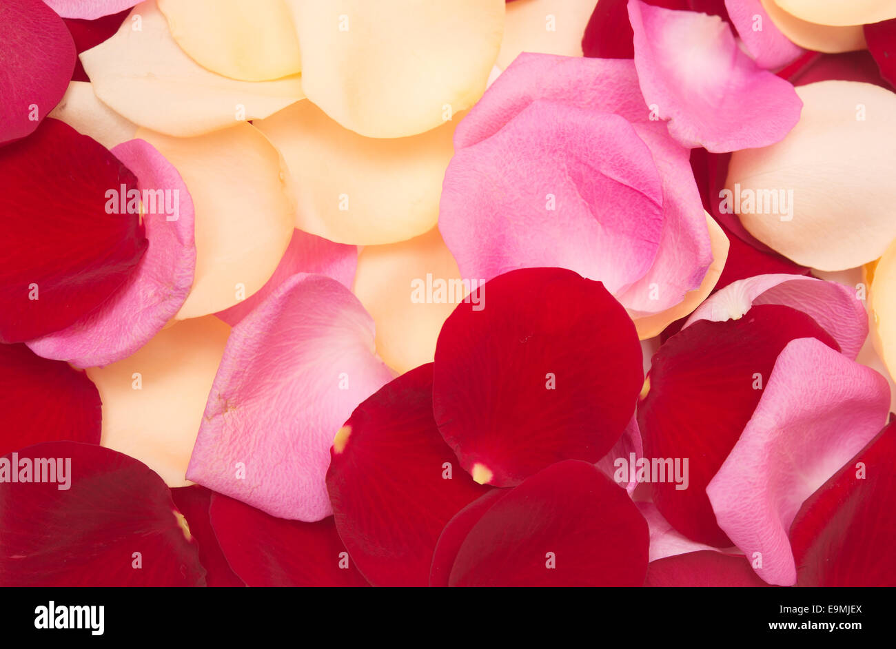 rose petal background Stock Photo - Alamy