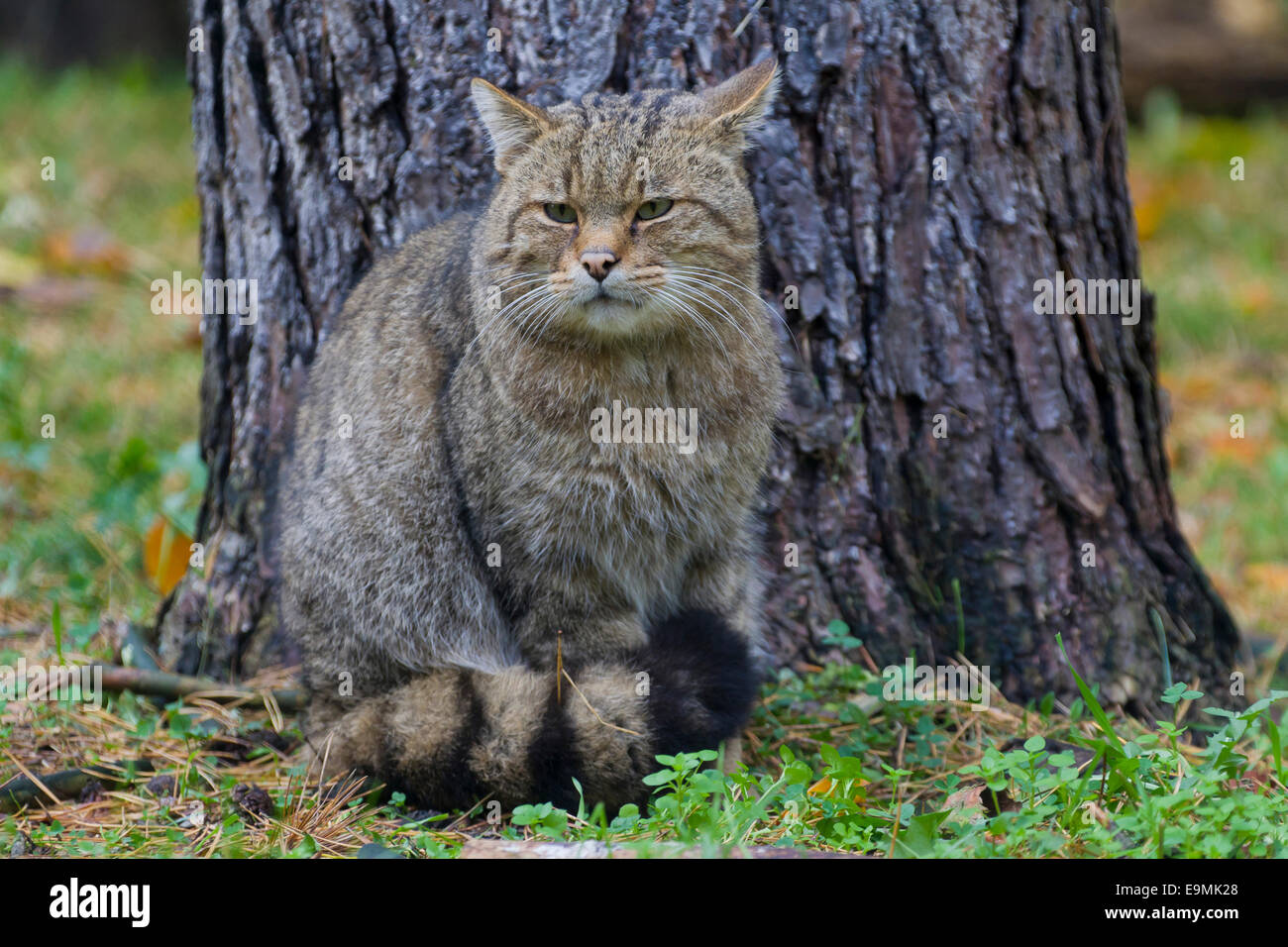 European Wild Cat Felis silvestris Adult sitting front tree Germany ...