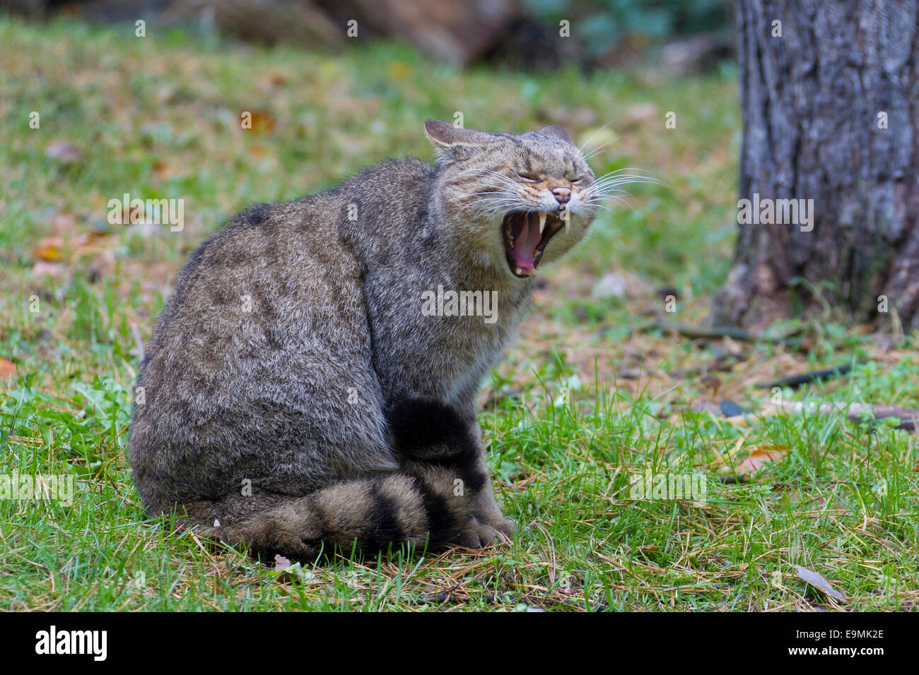 European Wild Cat Felis silvestris Adult sitting forest while yawning ...