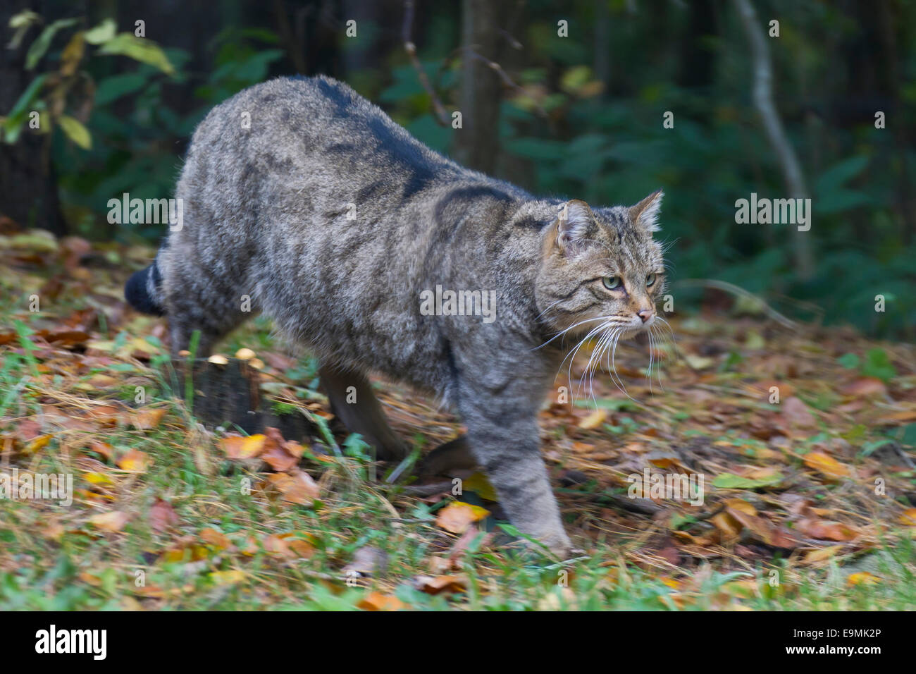 European Wild Cat Felis silvestris Adult walking forest Germany Stock ...