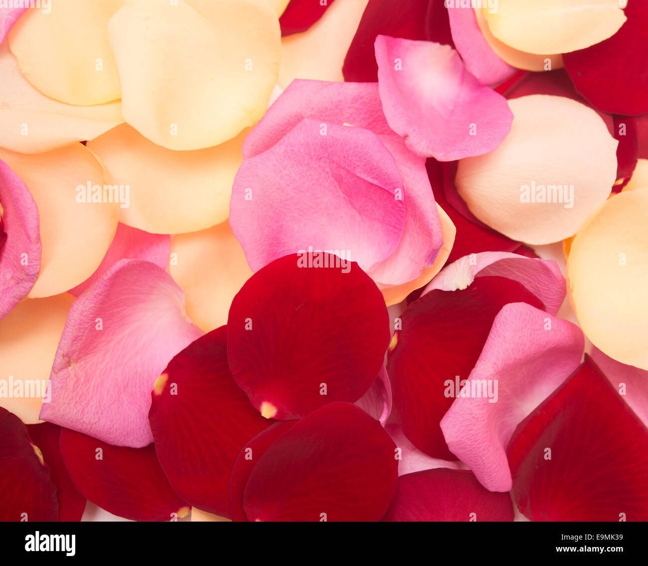 rose petal background Stock Photo - Alamy