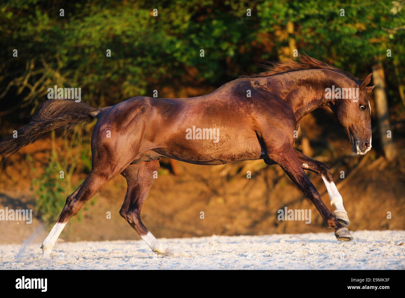 Akhal-Teke Chestnut stallion gallop beach Stock Photo - Alamy