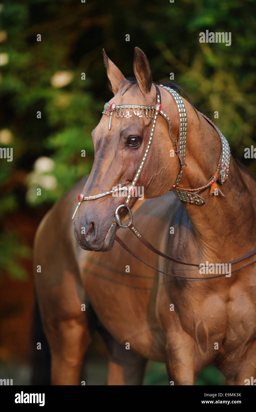 Akhal-Teke Portrait aof stallion traditional tack Stock Photo - Alamy