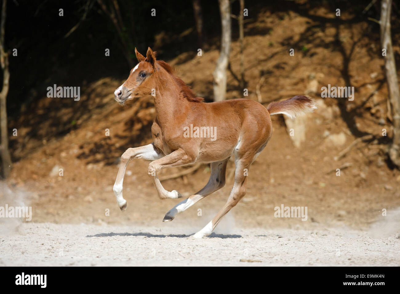 Arabian Horse Chestnut foal galloping sand Germany Stock Photo - Alamy