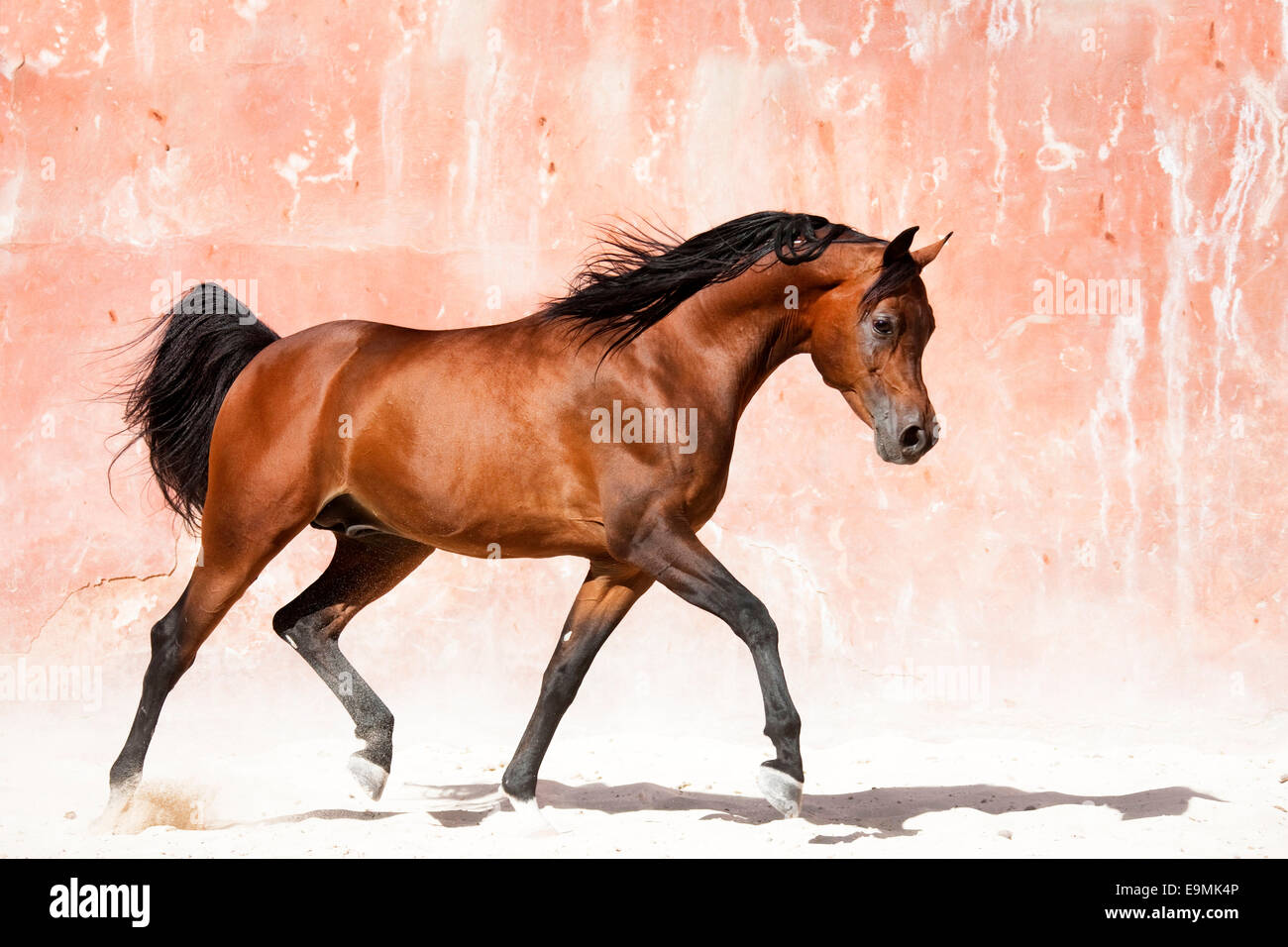 Arabian Horse Bay stallion trotting paddock Egypt Stock Photo - Alamy