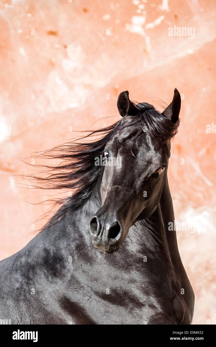 Arabian Horse Portrait black stallion Egypt Stock Photo - Alamy
