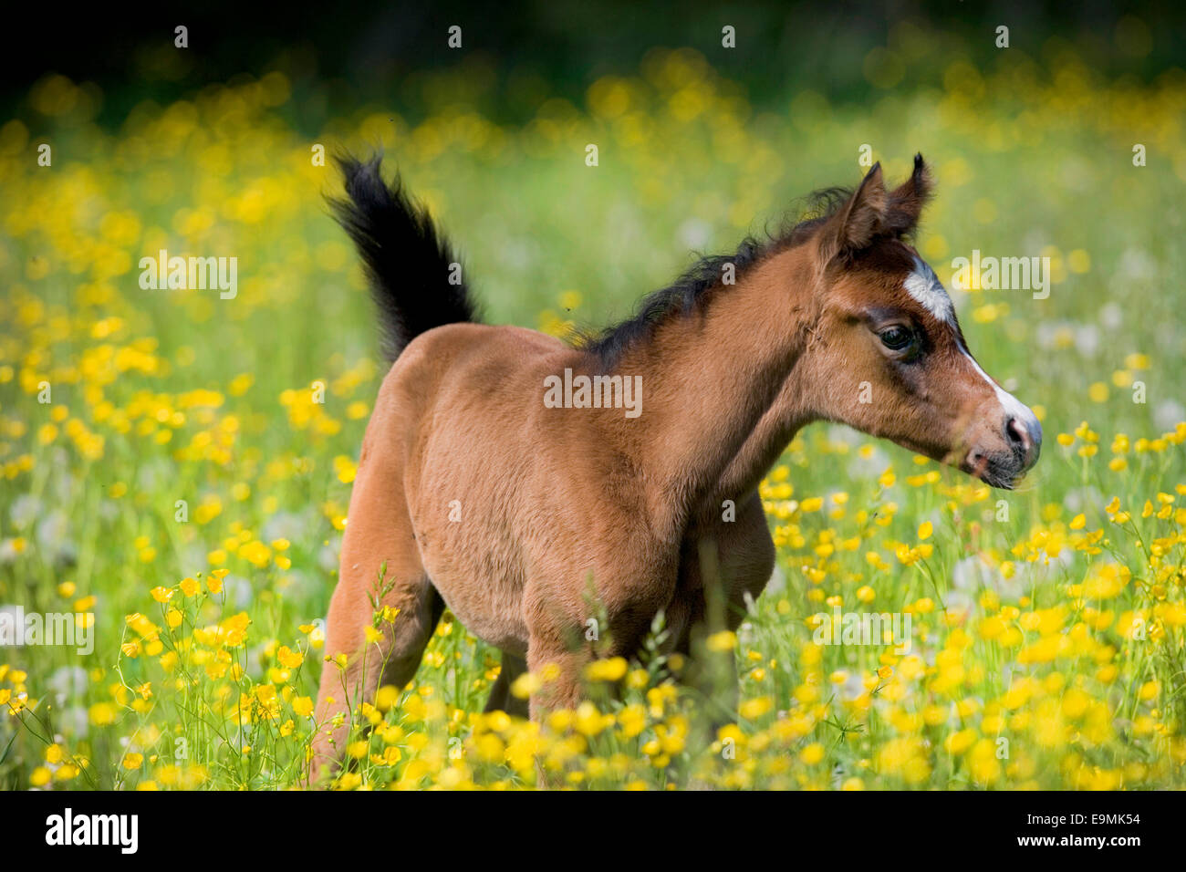 Arabian Horse Bay foal standing flowering meadow Germany Stock Photo ...