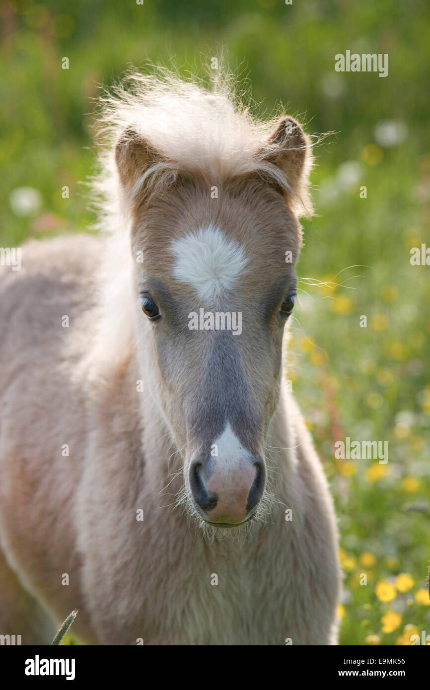 Classic Pony Portrait foal Germany Stock Photo - Alamy