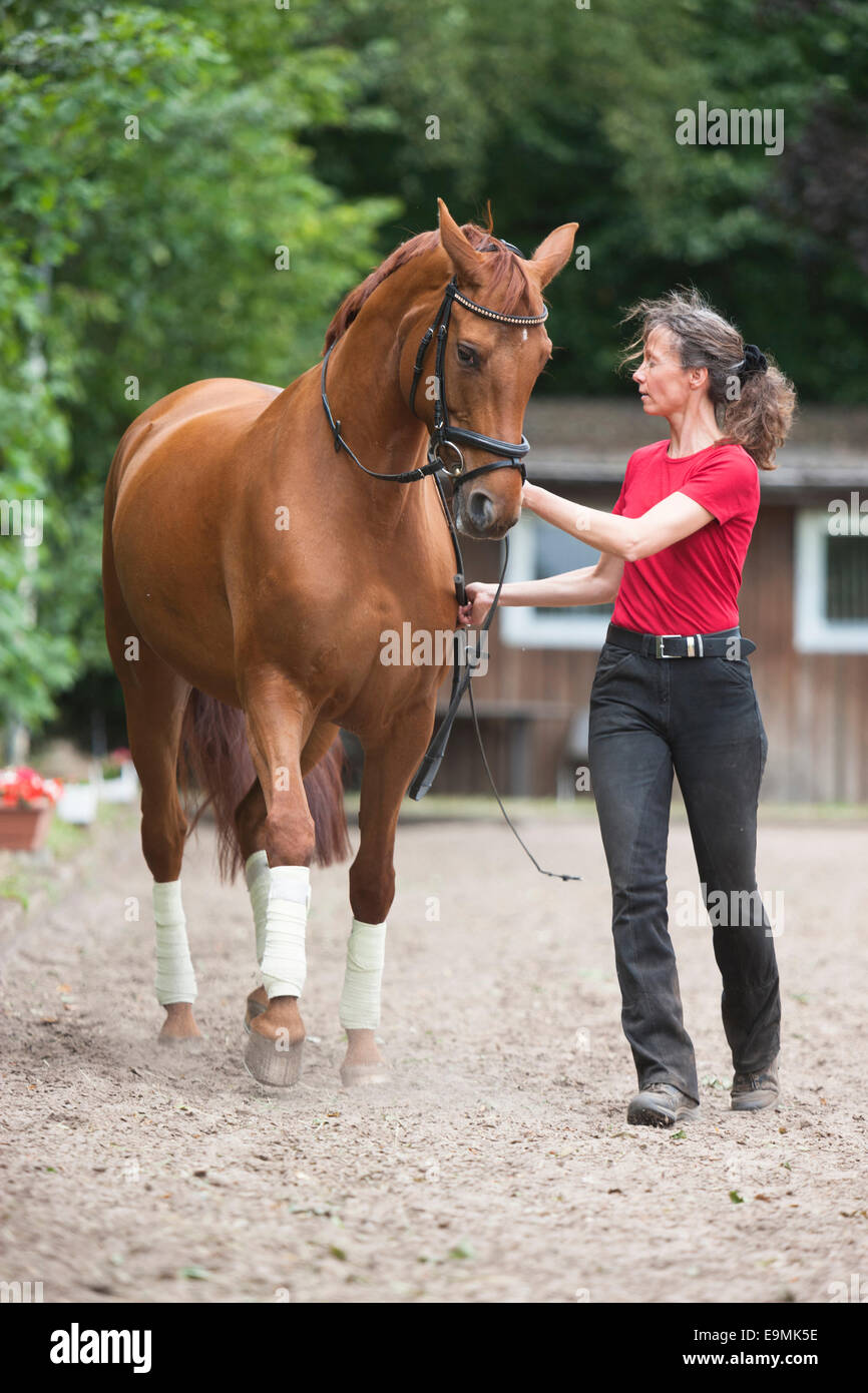 Woman chestnut mare hand training lateral movements Germany Stock Photo ...