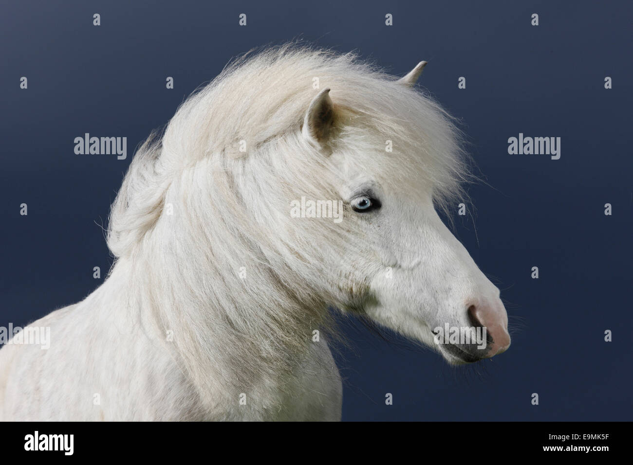 Icelandic Horse Portrait gray mare seen against dark sky Stock Photo ...