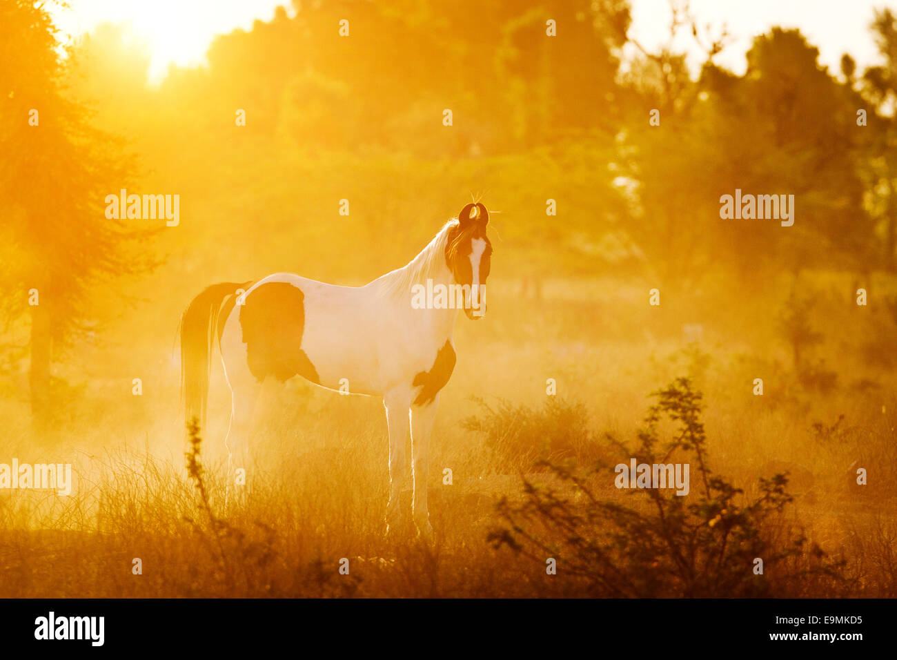 Marwari horse skewbald mare hi-res stock photography and images - Alamy