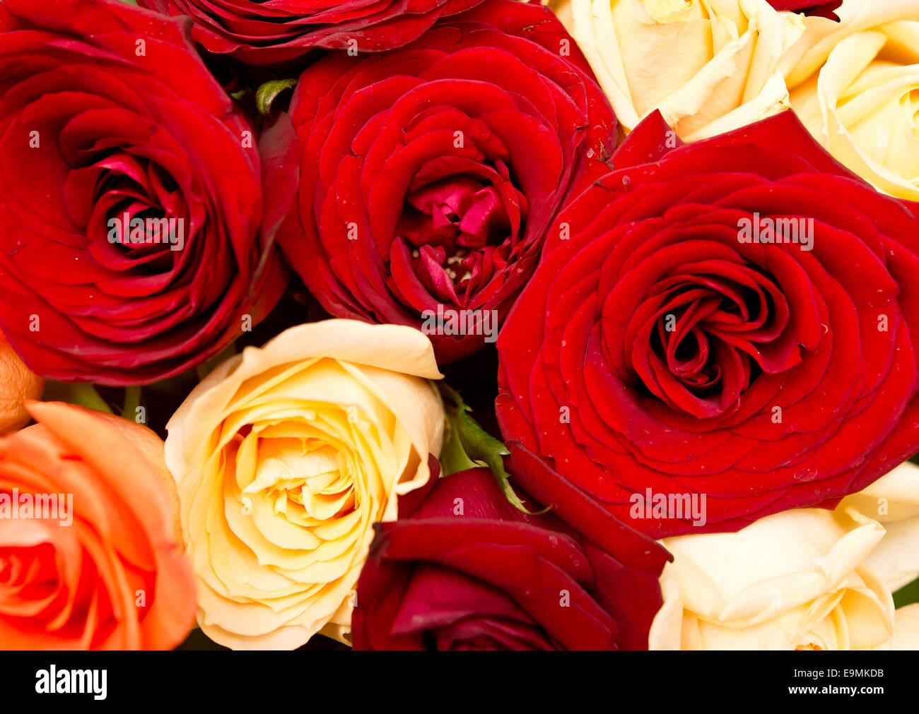 Rose hybrids hi-res stock photography and images - Alamy