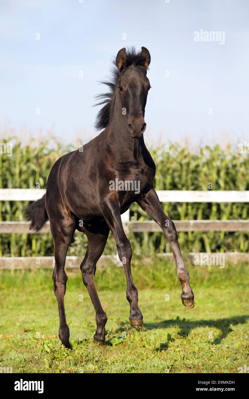 Pure Spanish Horse PRE Andalusian Horse Black foal rearing meadow ...