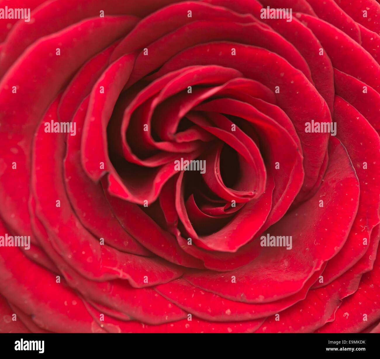 close up of red rose Stock Photo - Alamy