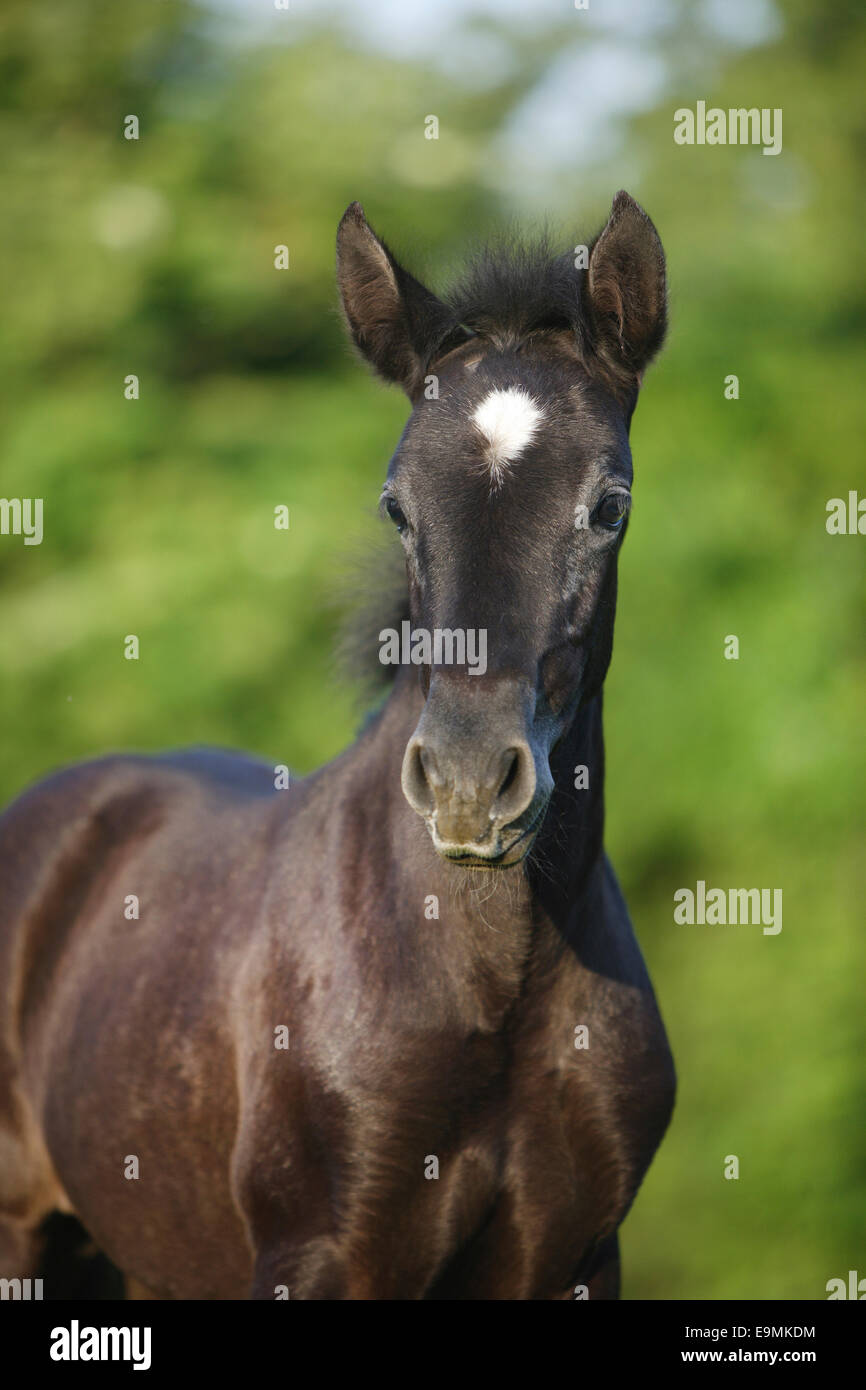 Pure Spanish Horse PRE Andalusian Horse Portrait black foal Germany ...