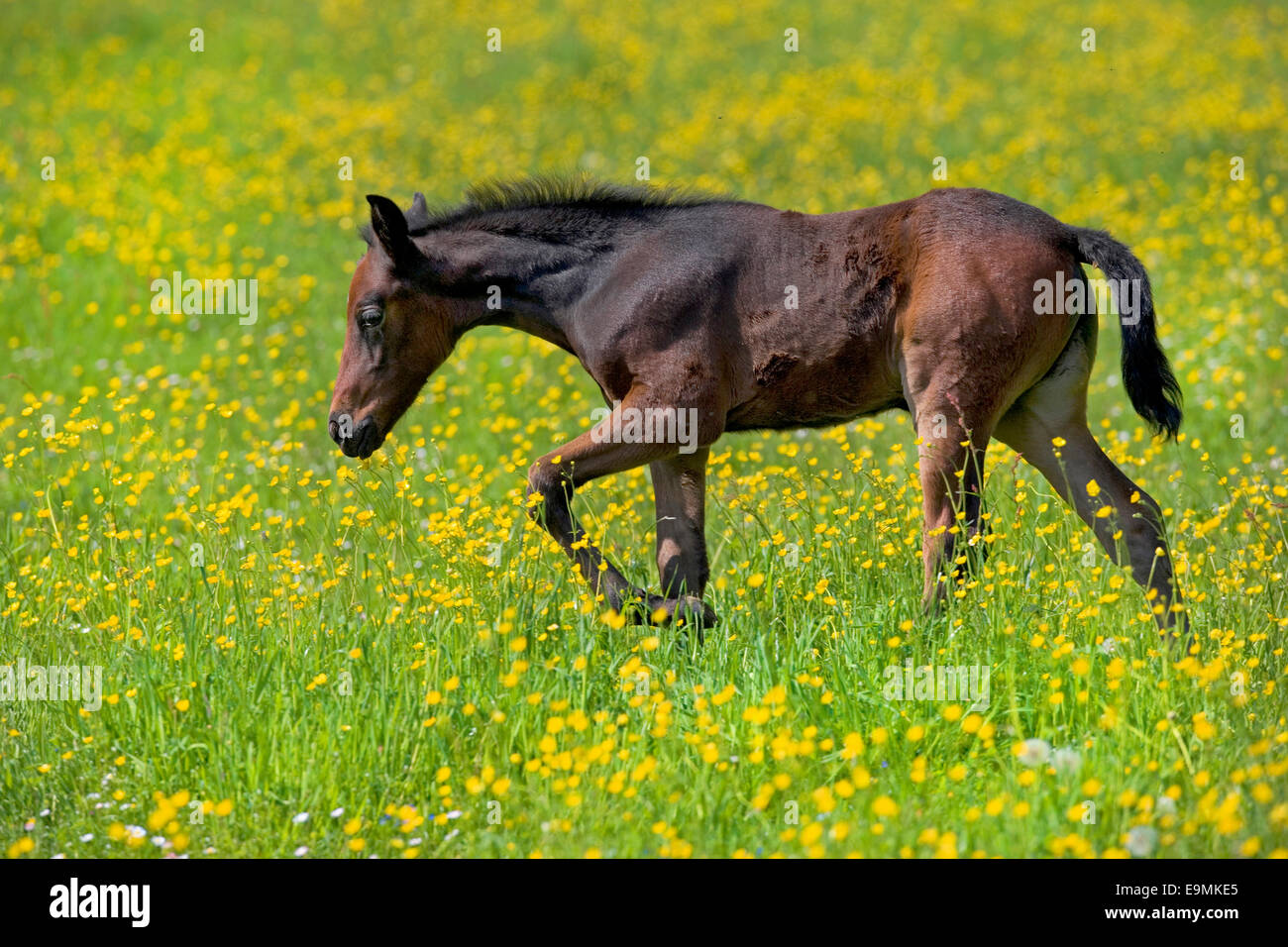Pure Spanish Horse PRE Andalusian Horse Bay foal walking flowering ...
