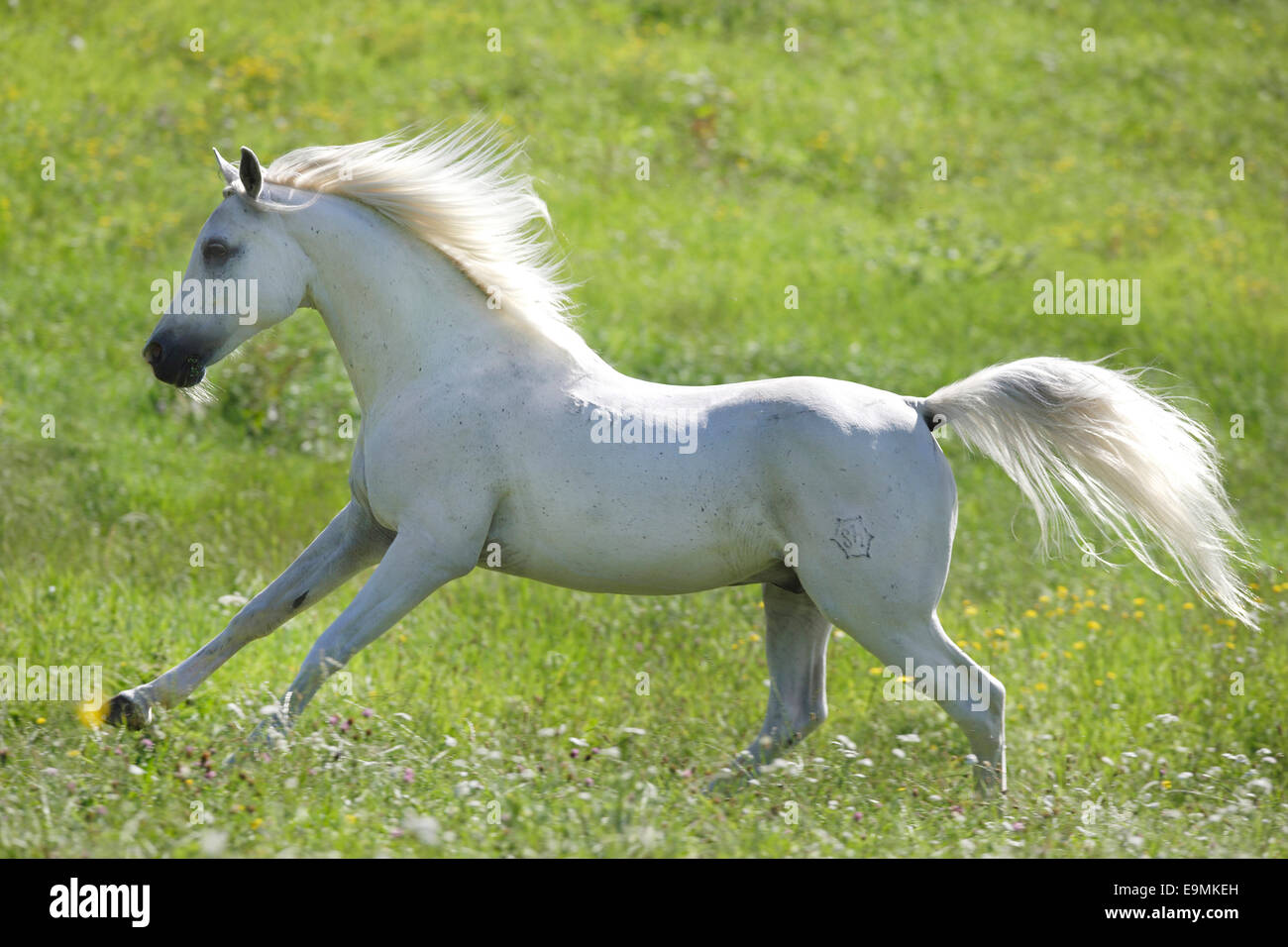 Pure Shagya Arabian Grey horse galloping pasture Germany Stock Photo ...