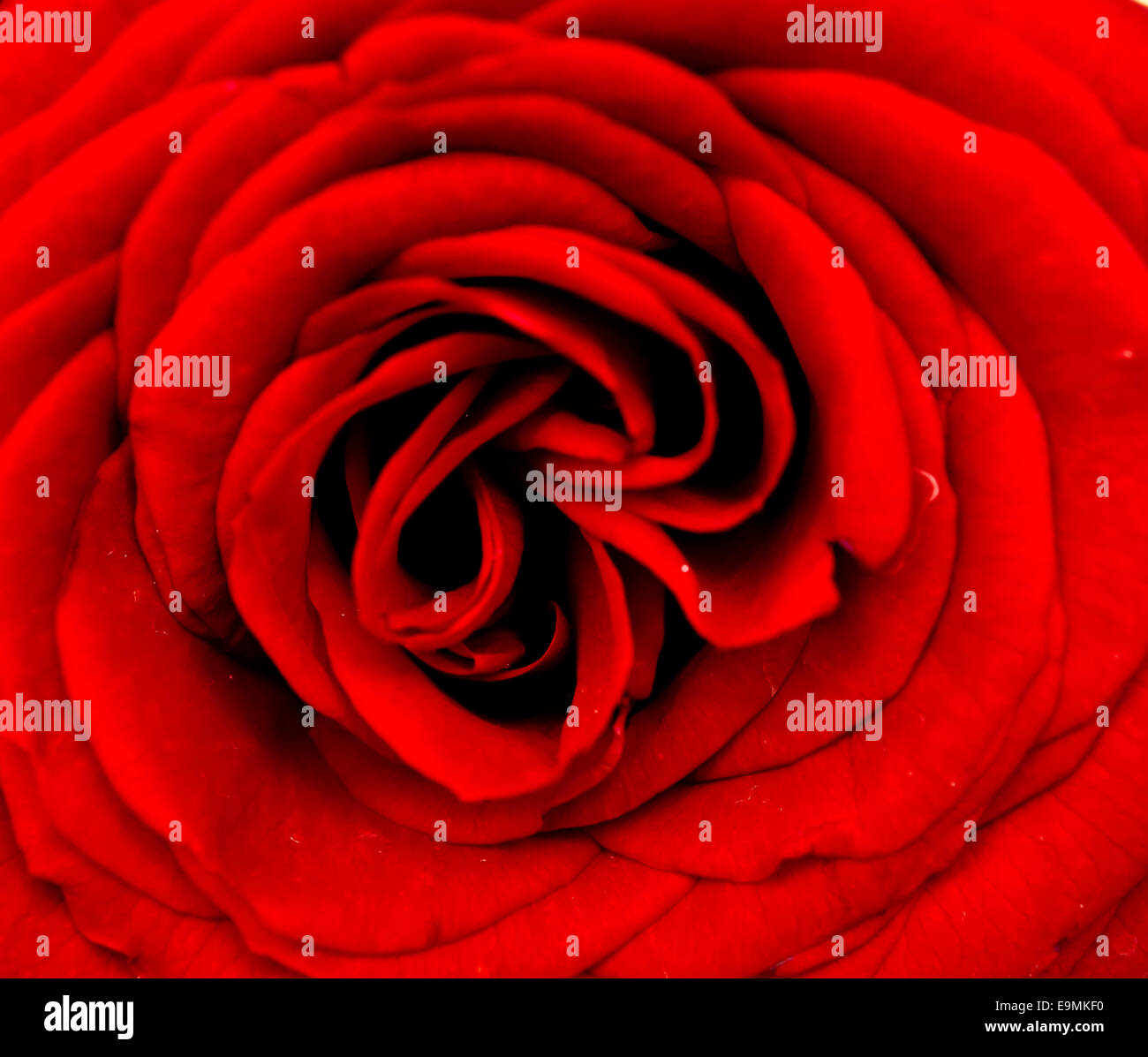 close up of red rose Stock Photo - Alamy
