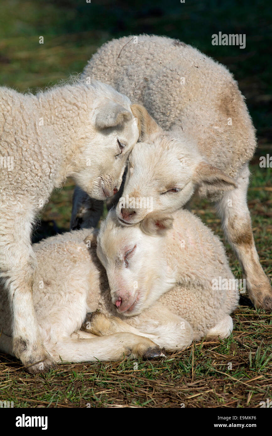 Domestic Sheep Three lambs head to head tired Germany Hausschaf Stock ...
