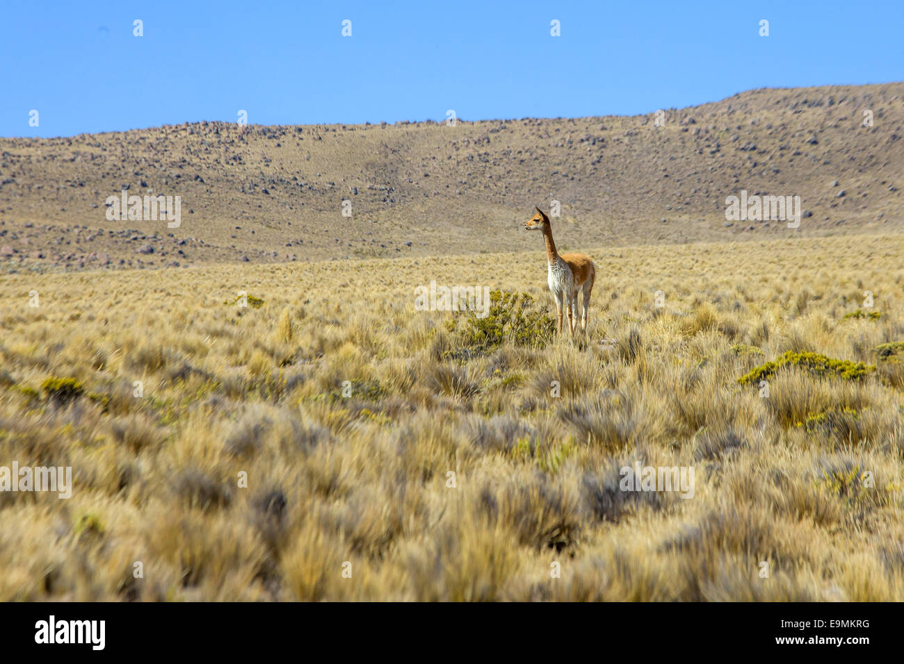 Vicuna in "aguada blanca" Arequipa, Peru Stock Photo - Alamy