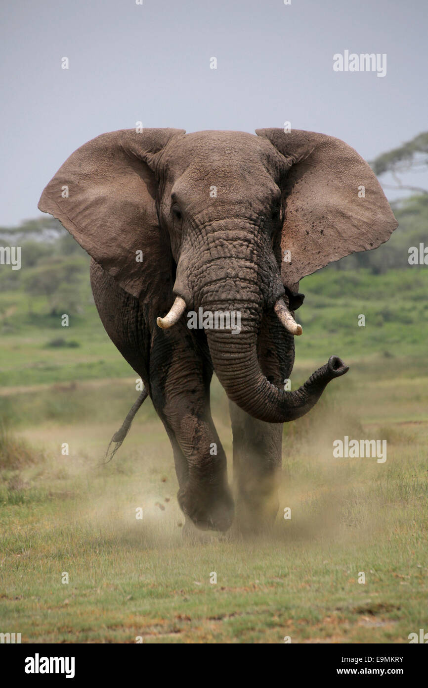 Elephant Attack