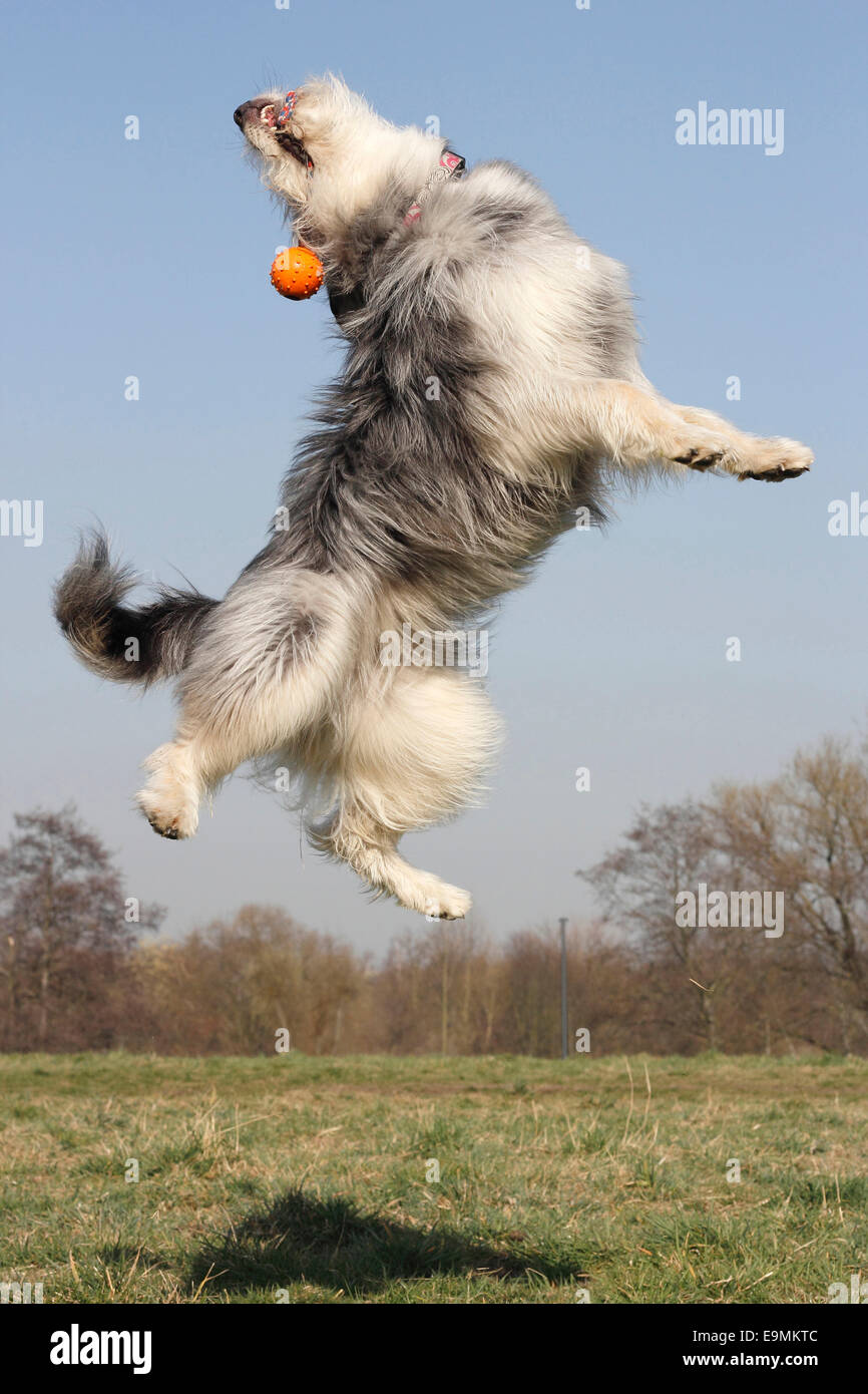 Berger Picard-mix jumping for ball Germany Stock Photo - Alamy