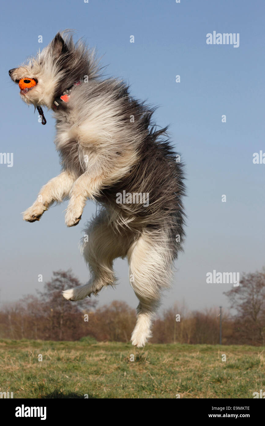 Berger de picardie hi-res stock photography and images - Alamy