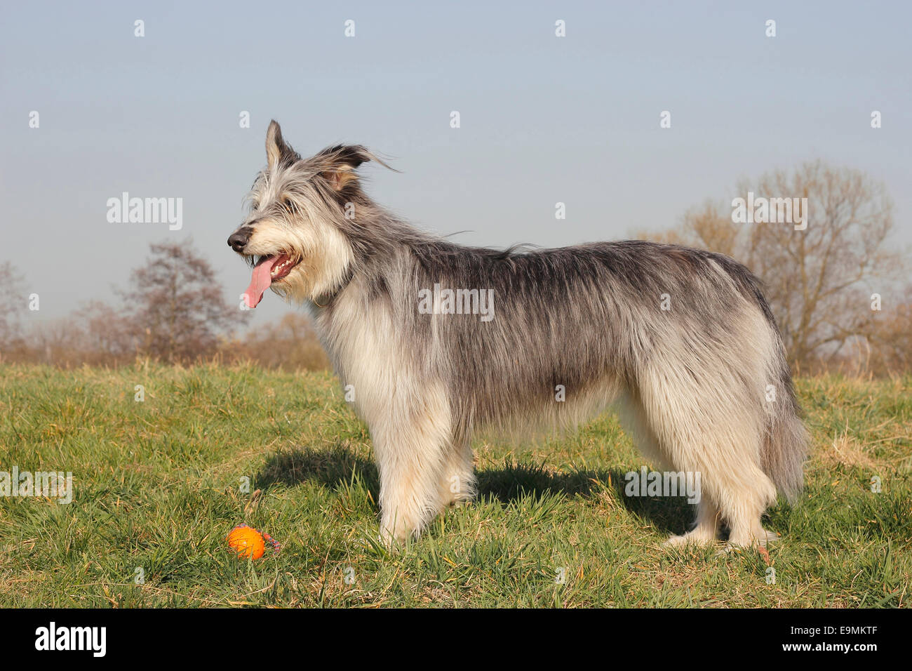 Berger Picard-mix standing meadow seen side-on Germany Stock Photo - Alamy