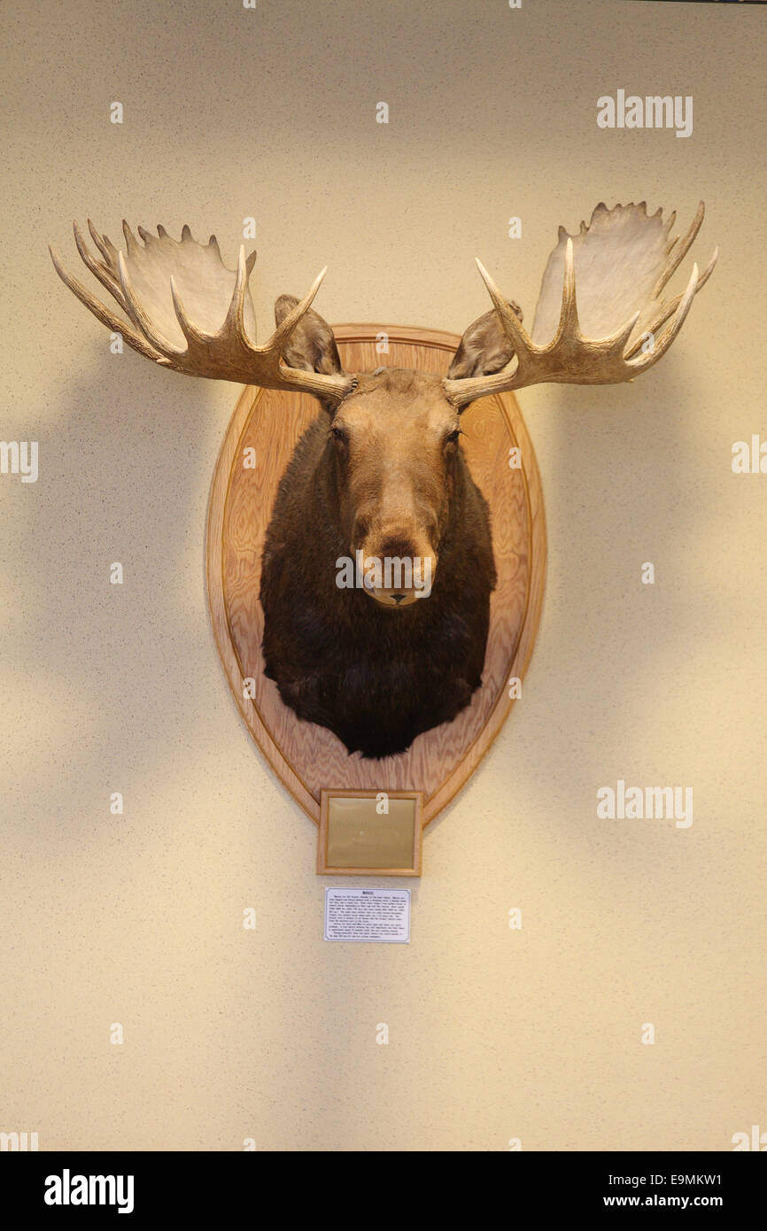 Moose Alces alces hunting trophy mount Alaska USA Stock Photo - Alamy