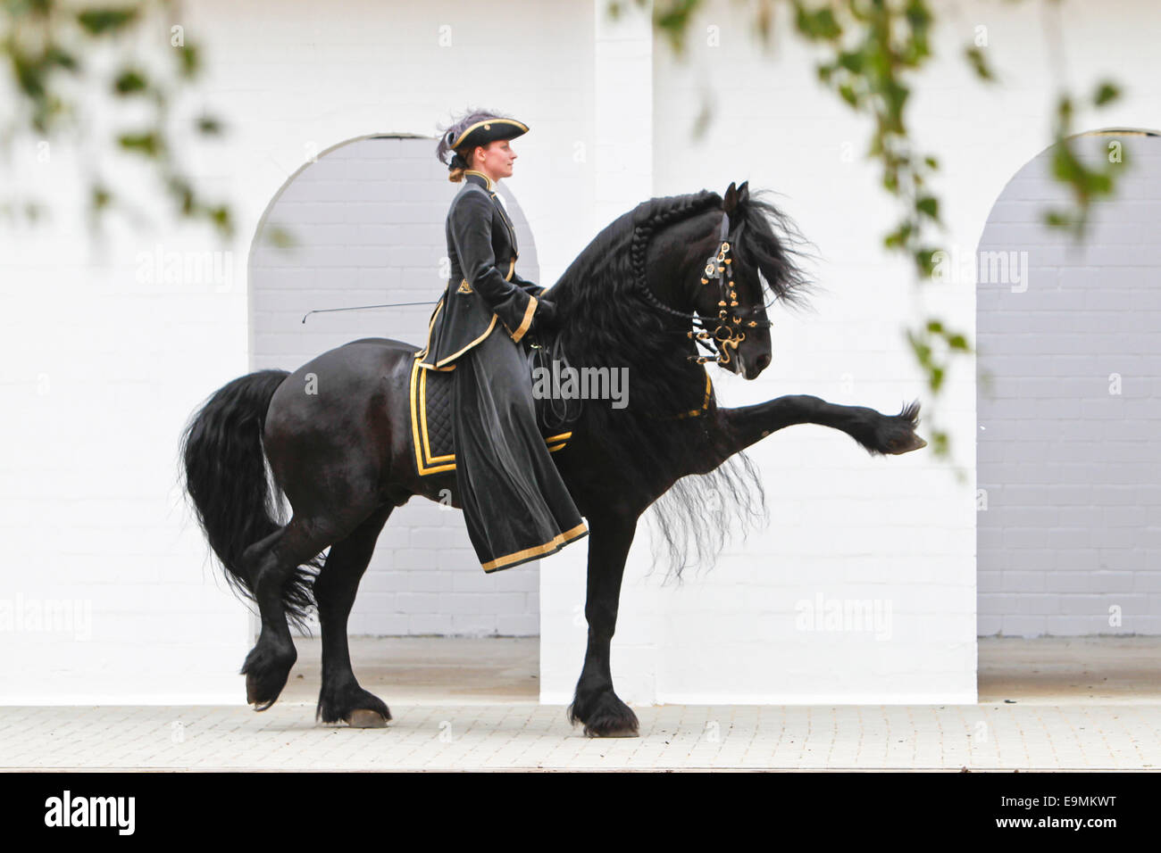 Friesian Horse Woman rider black stallion performing Spanish Walk ...
