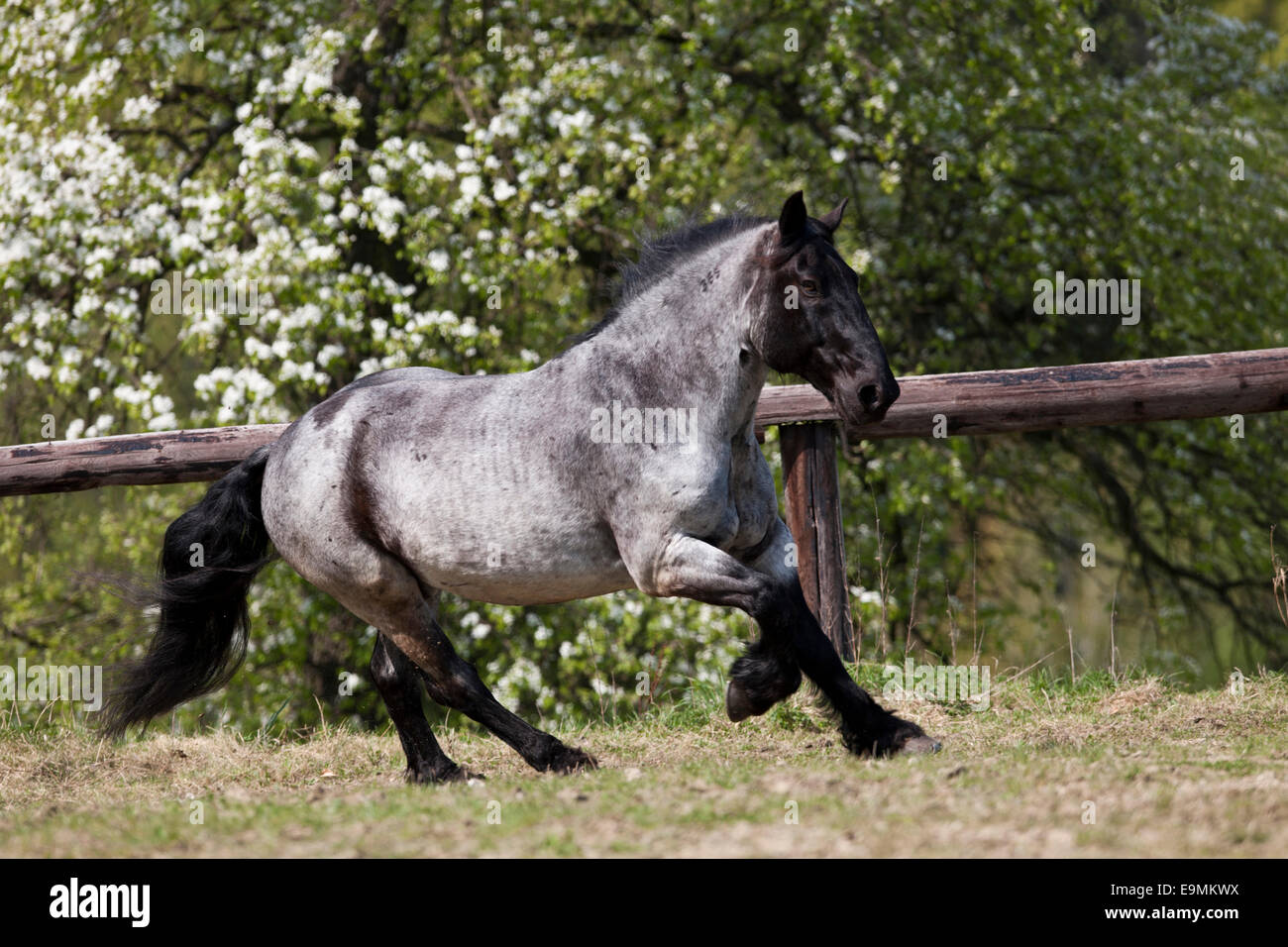 Noriker Horse Norico-Pinzgauer galloping pasture Austria Stock Photo ...