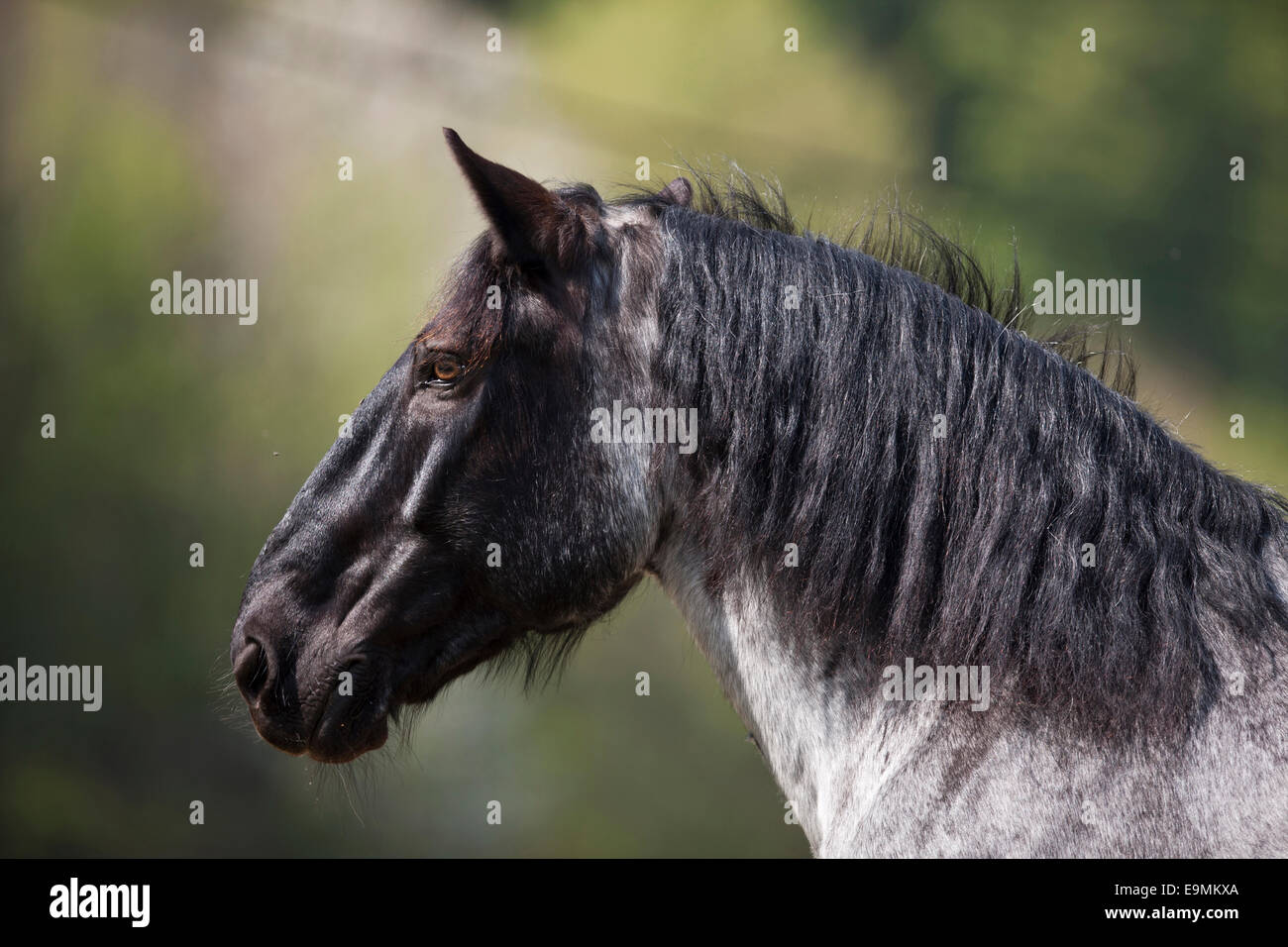 Noriker Horse Norico-Pinzgauer Portrait an adult roan gelding Austria ...
