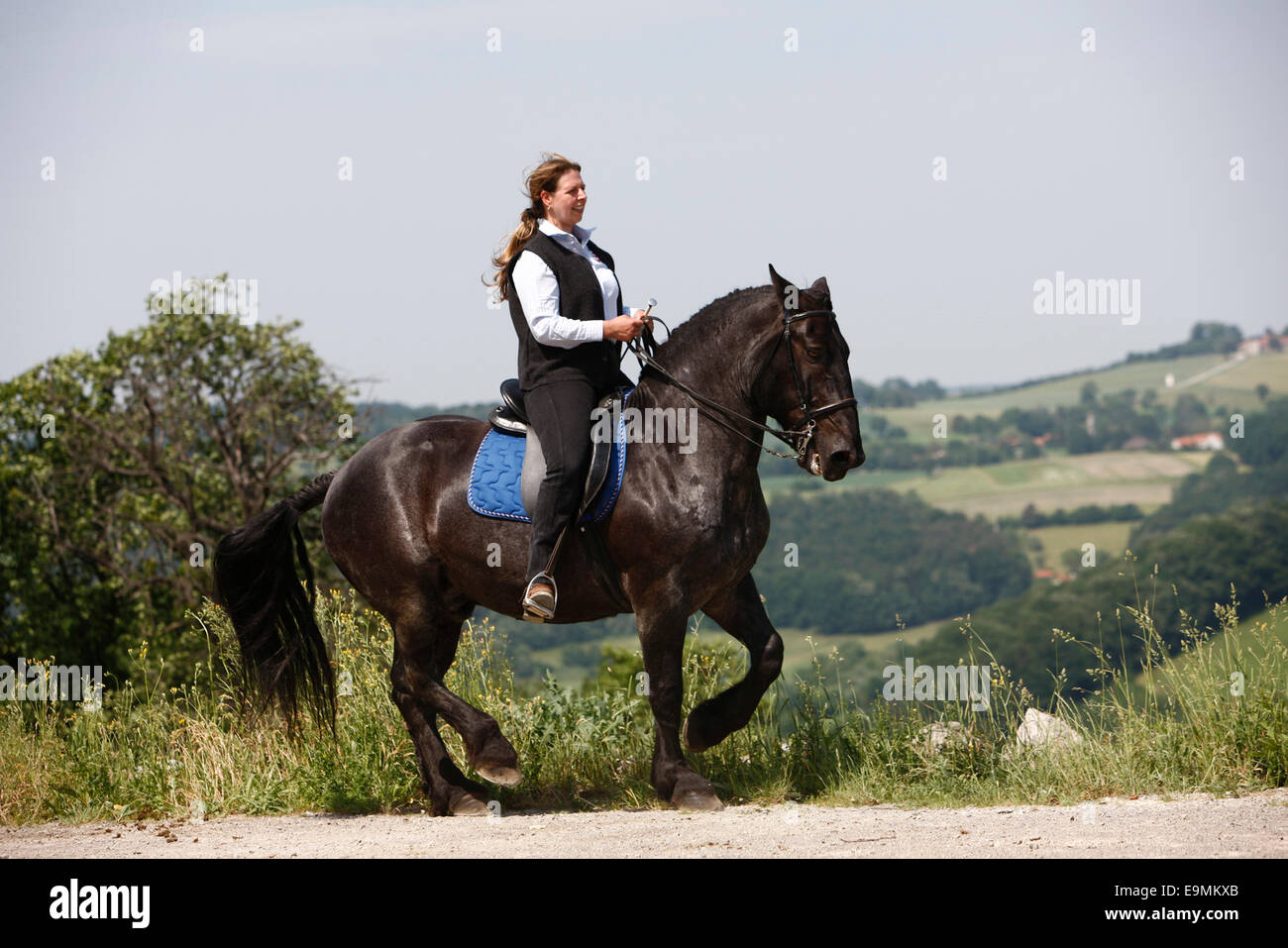 Noriker Horse Norico-Pinzgauer rider performing Piaffe Austria Stock ...