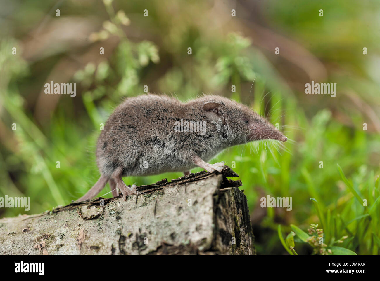 Greater White-toothed Shrew (Crocidura russula). Adult on a log Germany ...