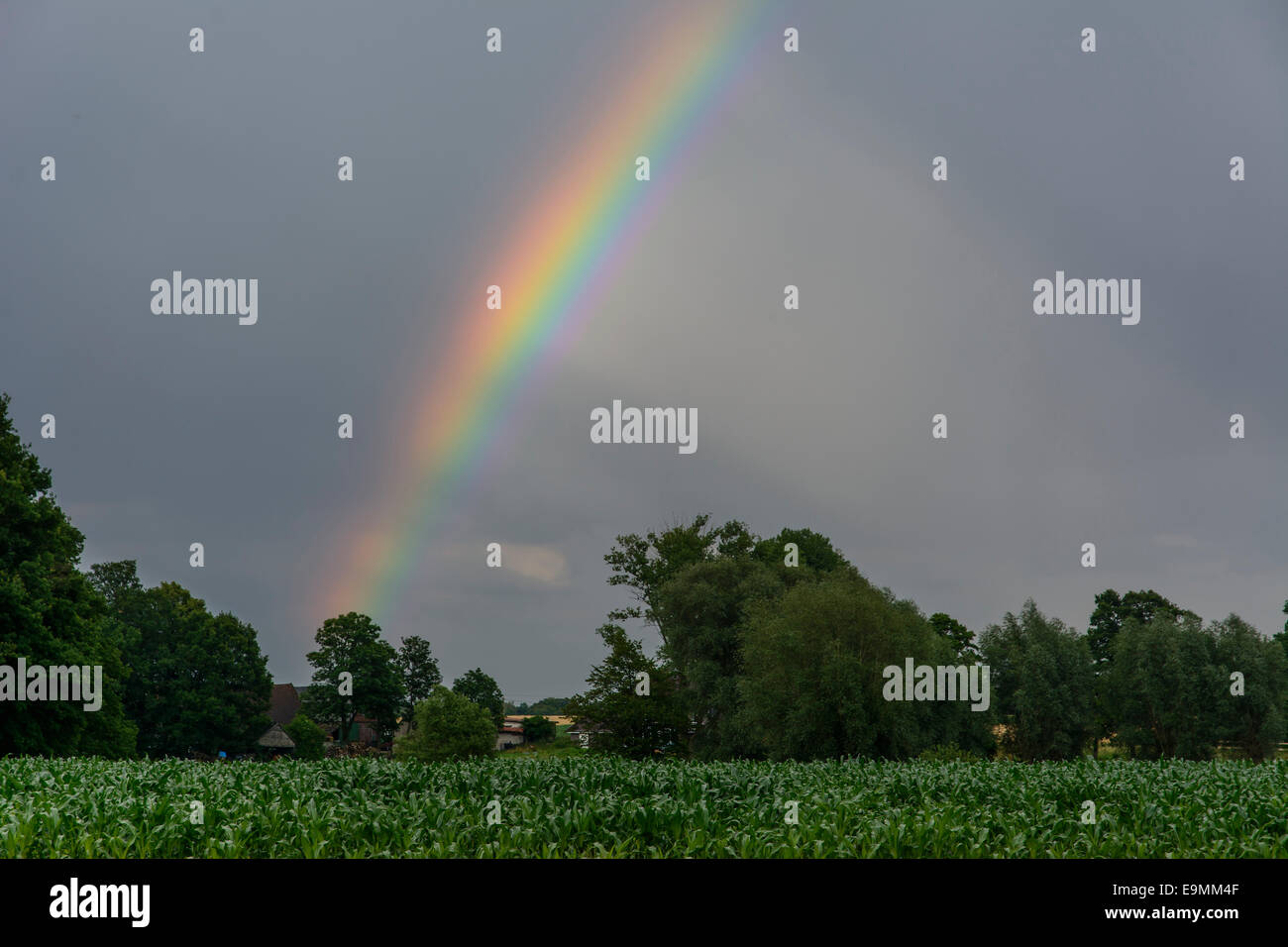 Rainbow over a cornfield, North Rhine-Westphalia, Germany Stock Photo ...