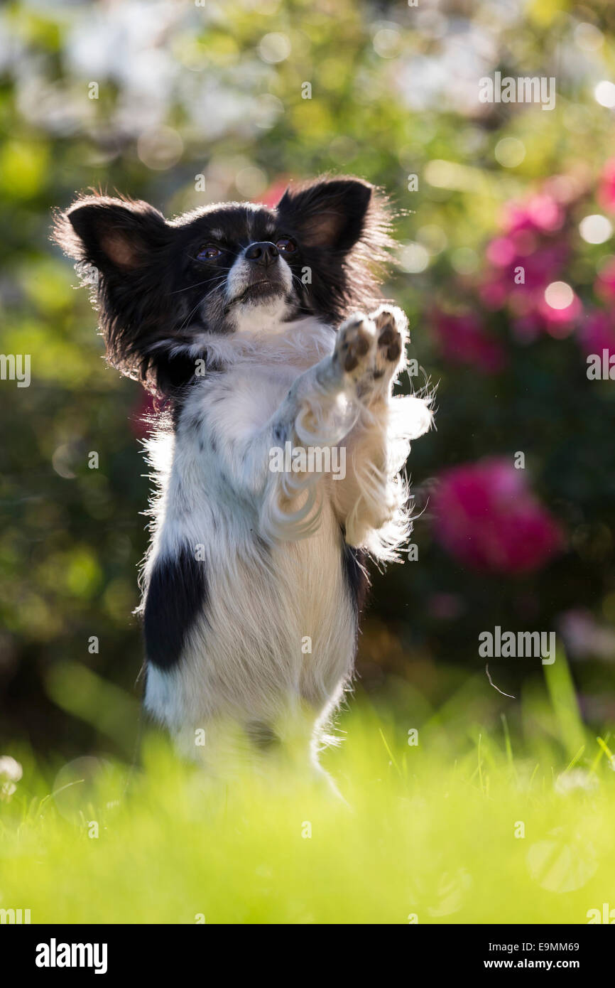 Chihuahua adult dog sitting haunches hi-res stock photography and ...