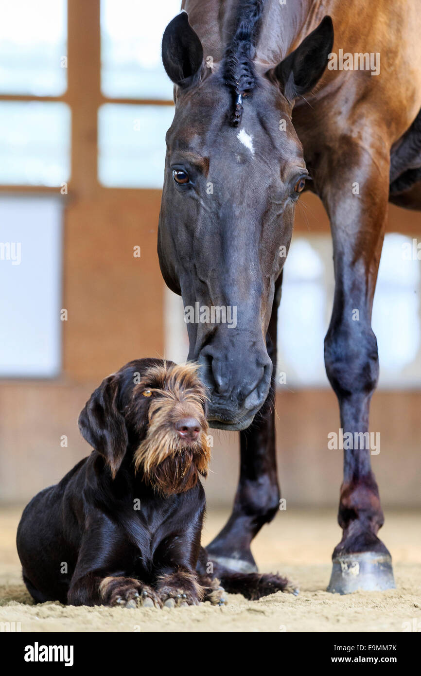 Knabstrup Horse sniffing German Wirehaired Pointer Germany Stock Photo ...