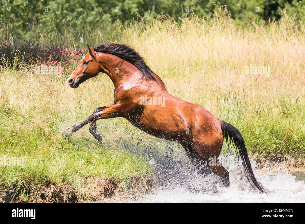Sardinian anglo arab hi-res stock photography and images - Alamy