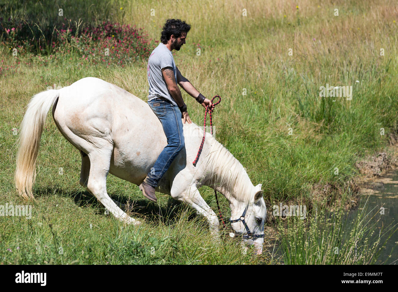 Criollo Gray gelding rider drinking from pond Italy Stock Photo - Alamy