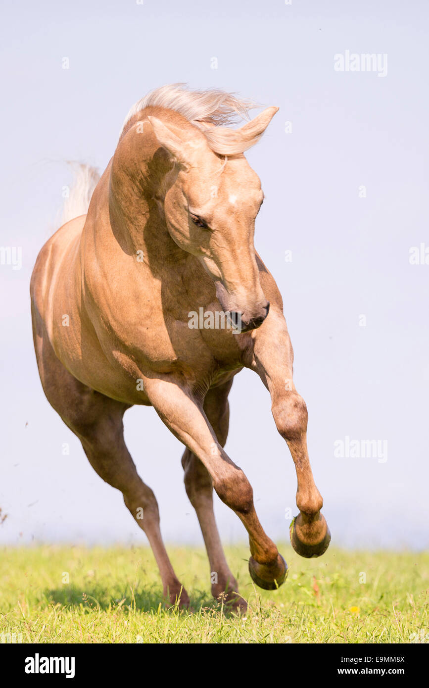 Palomino American Quarter Horse