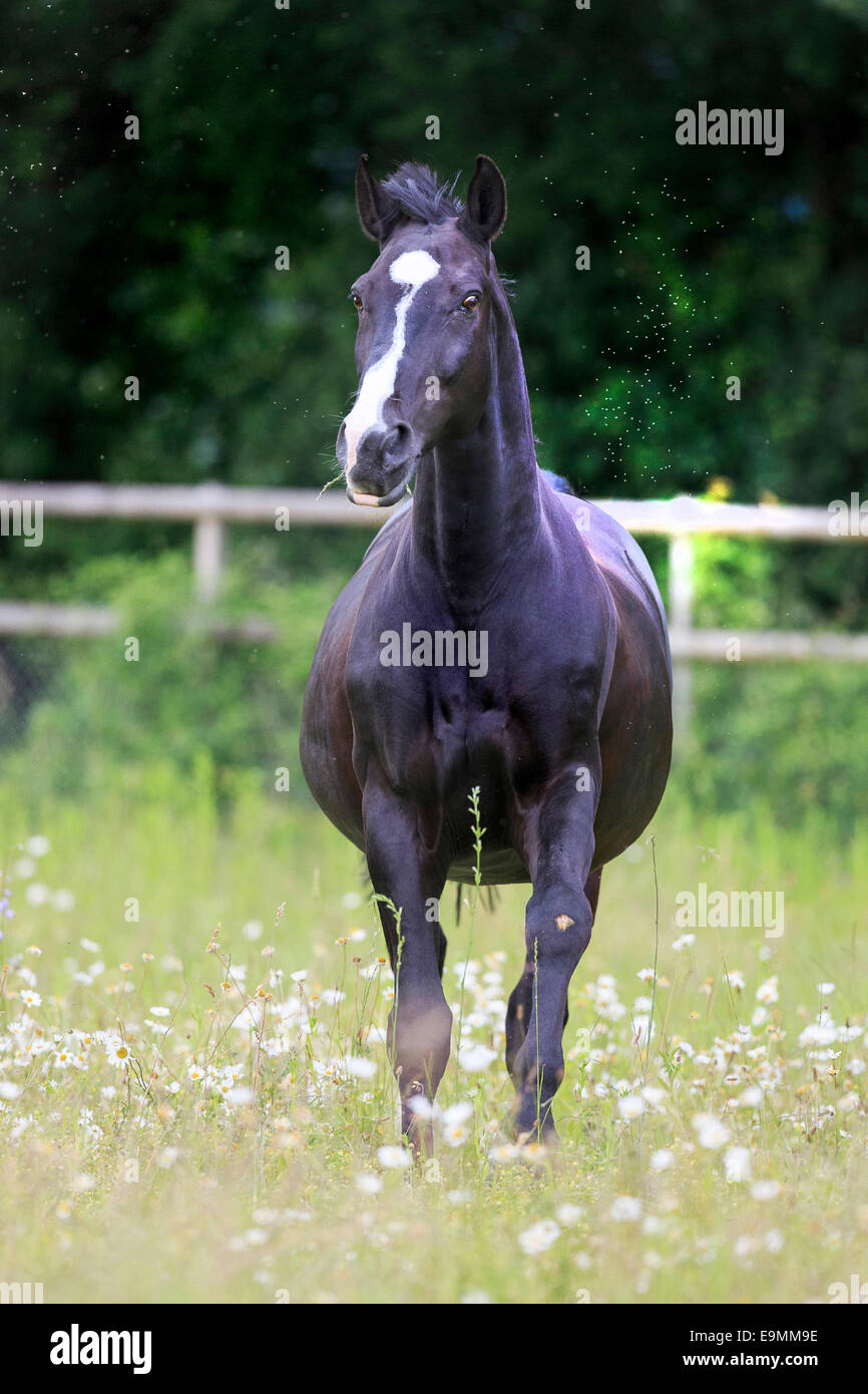 Black Horse Standing Up