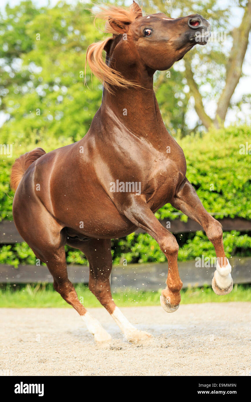 Arabian horse chestnut stallion rearing hi-res stock photography and ...
