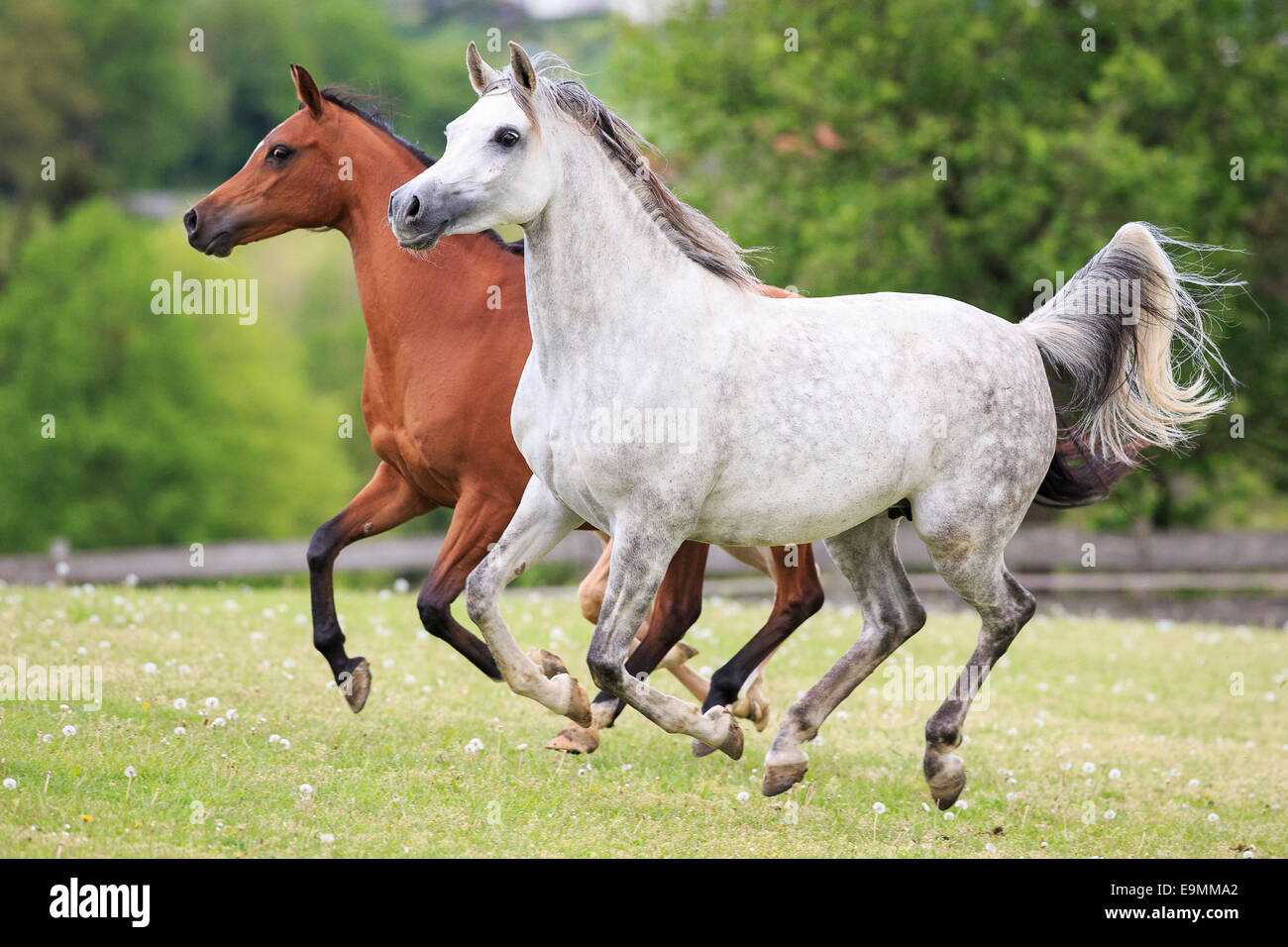 Yearling Arabian Horse